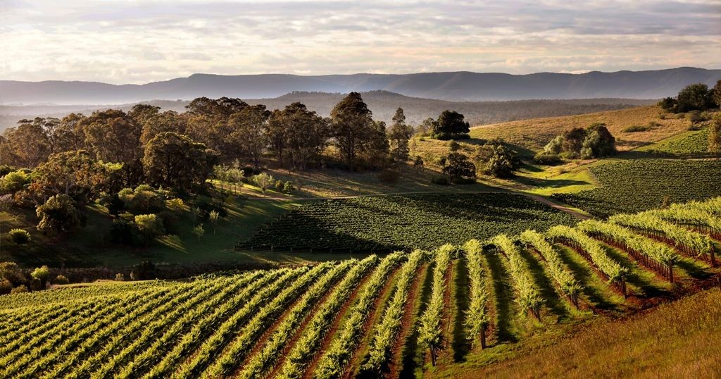The magic of Mount View - Hunter Valley Wine Country - THE GRAPEVINE BLOG