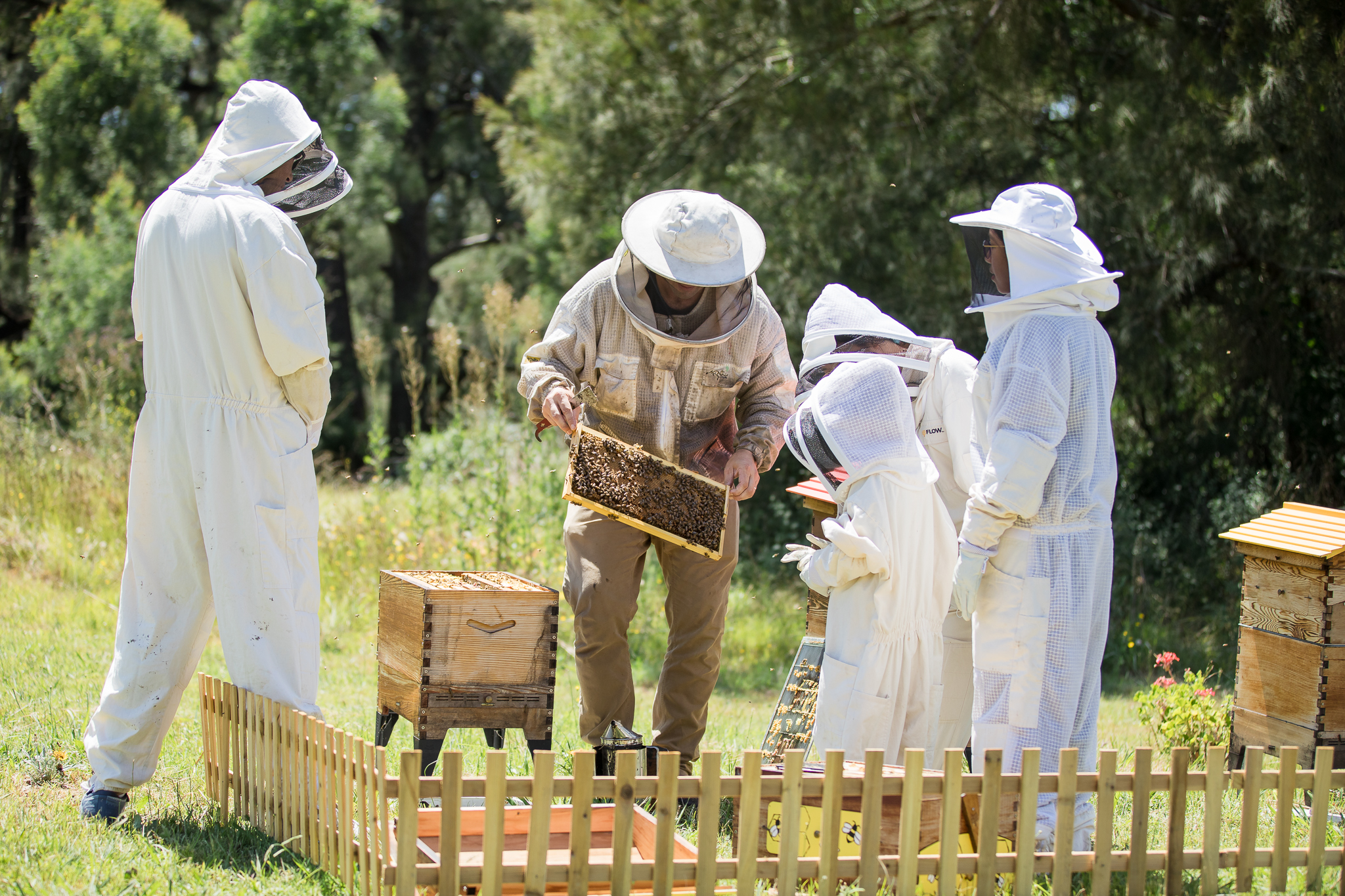 Beekeeping for Beginners @ Hunter Lavender Farm, 6th, 13th, 18th Dec ...
