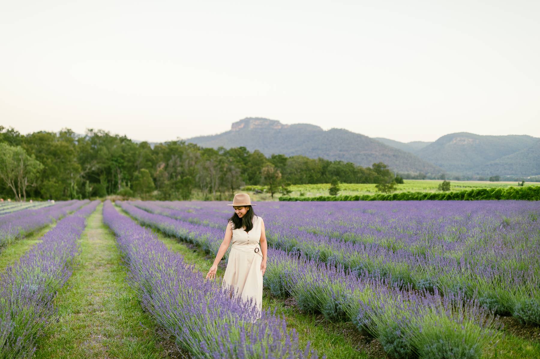 Lavender Field Walk @ Hunter Lavender Farm, Saturday 6th December ...