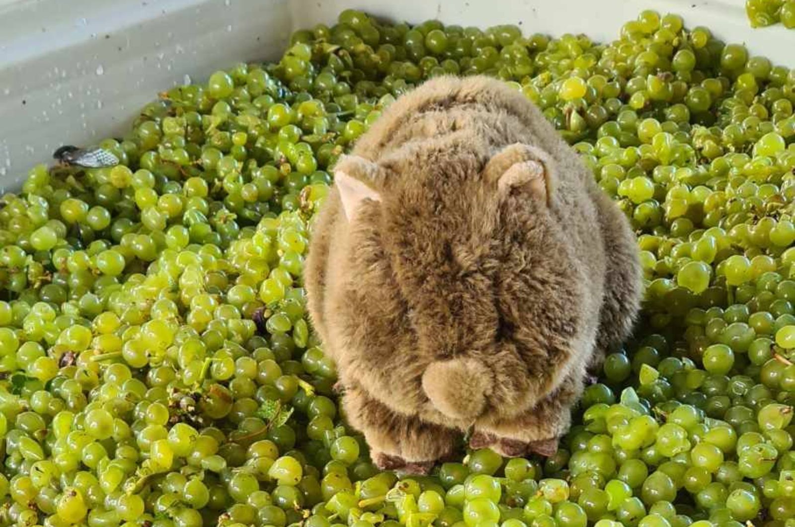 Hunter Valley Wine Country - Wombat Crossing Vineyard